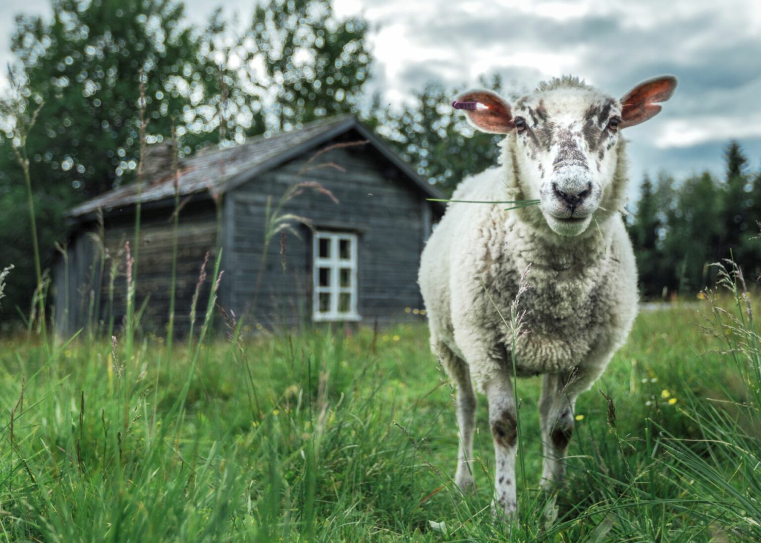 Taas pääsee paimeneksi – kesän suosituimpien luontolomien arvontaan ...